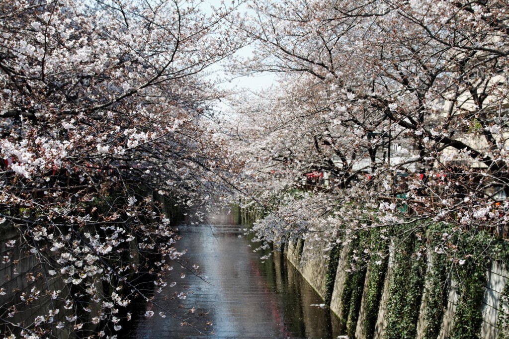 Naka Meguro; Tokyo, Japan- Travel Squire