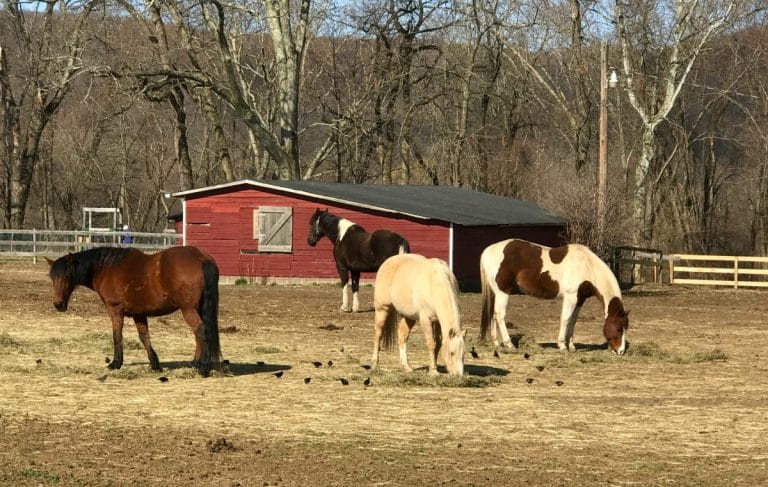 Coronavirus Sanity Tips: Keeping Sane Right Now | TravelSquire