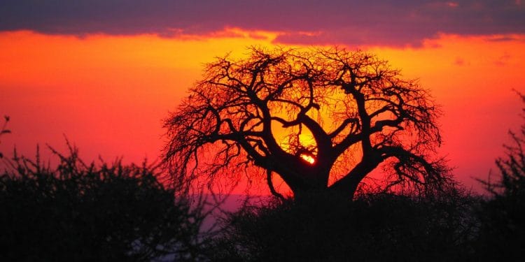 Tanzania at Tarangire National Park Sunset Photo by TopGuides Safaris ...